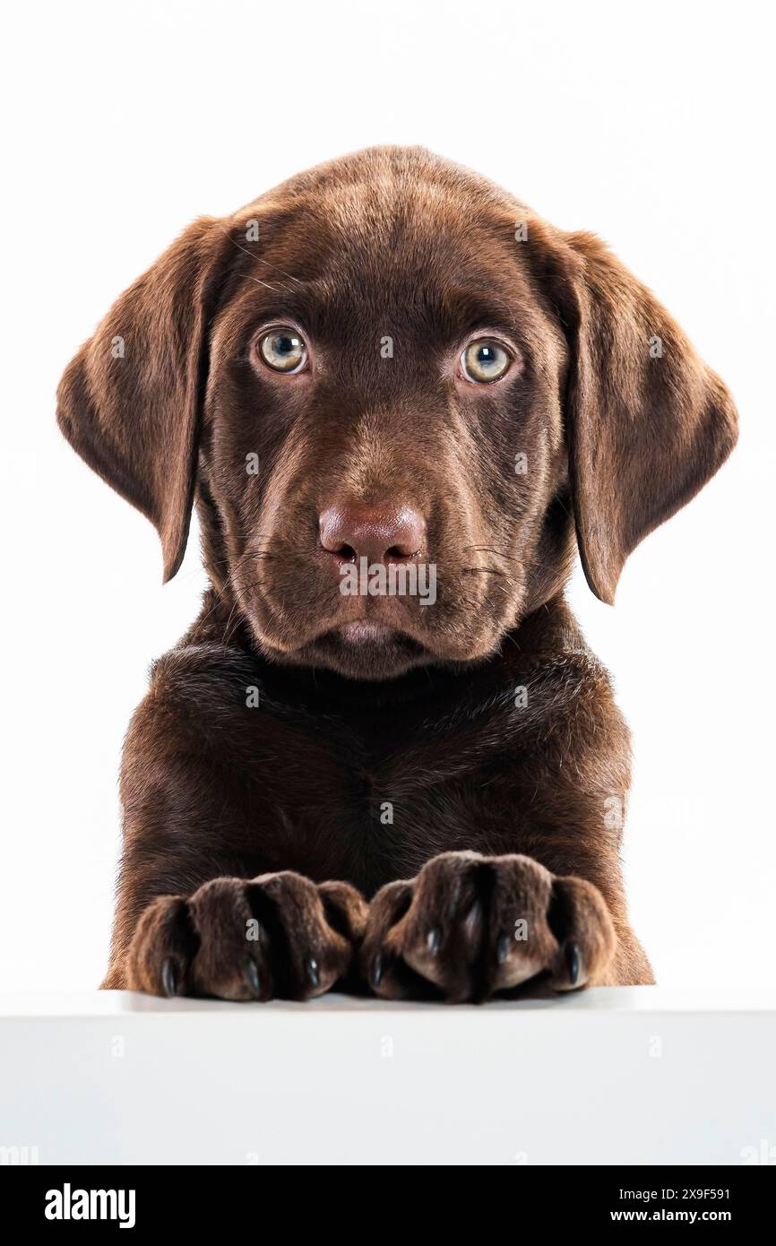 2 months old Labrador Retriever dog on white background Stock Photo - Alamy