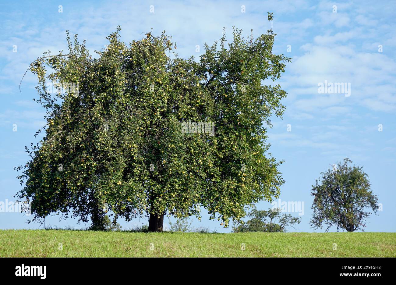 Bramley apple tree, with good crop of fruit, late August Stock Photo ...