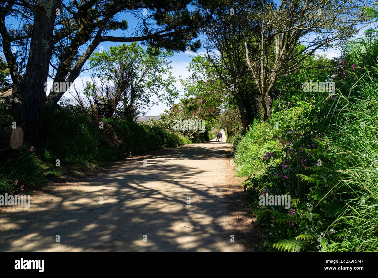 Man and woman riding in horse drawn carriage along one of quiet tree ...
