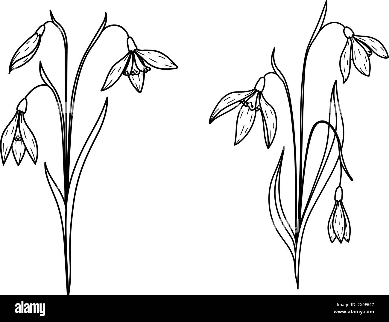 January Flower Clip Art January Birth Month Flower, Snow Drop Flower