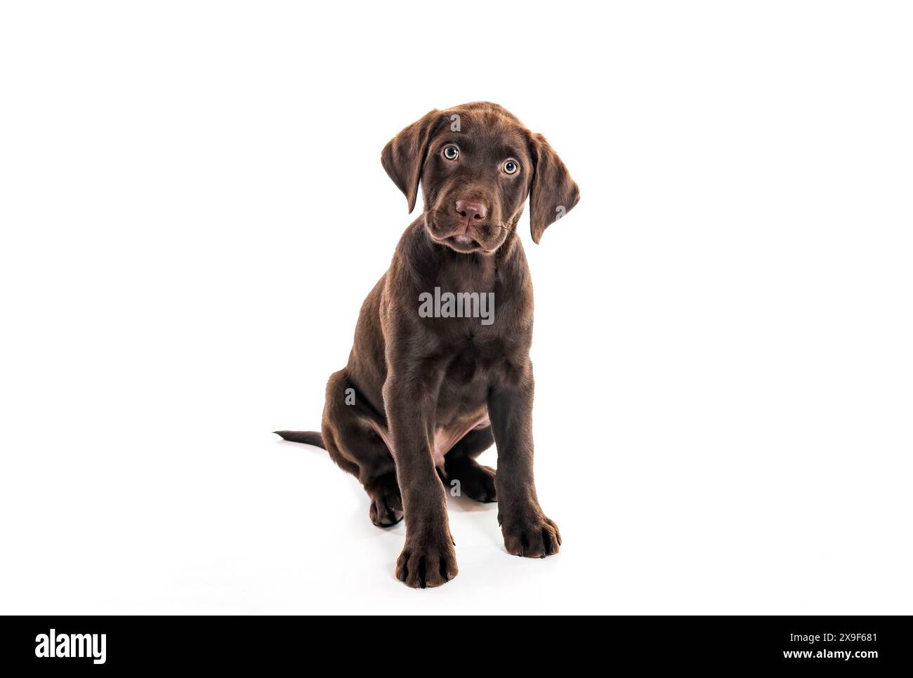 2 months old Labrador Retriever dog on white background Stock Photo - Alamy