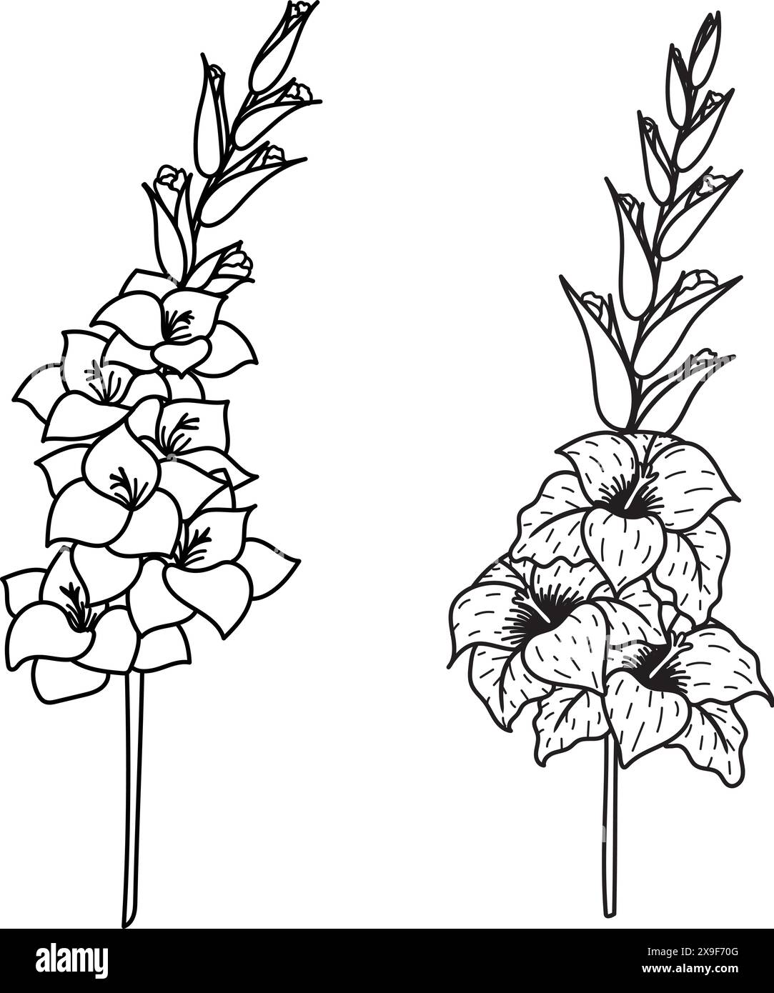 Hand drawn Gladiolus flower birth month flower for August, for logo ...