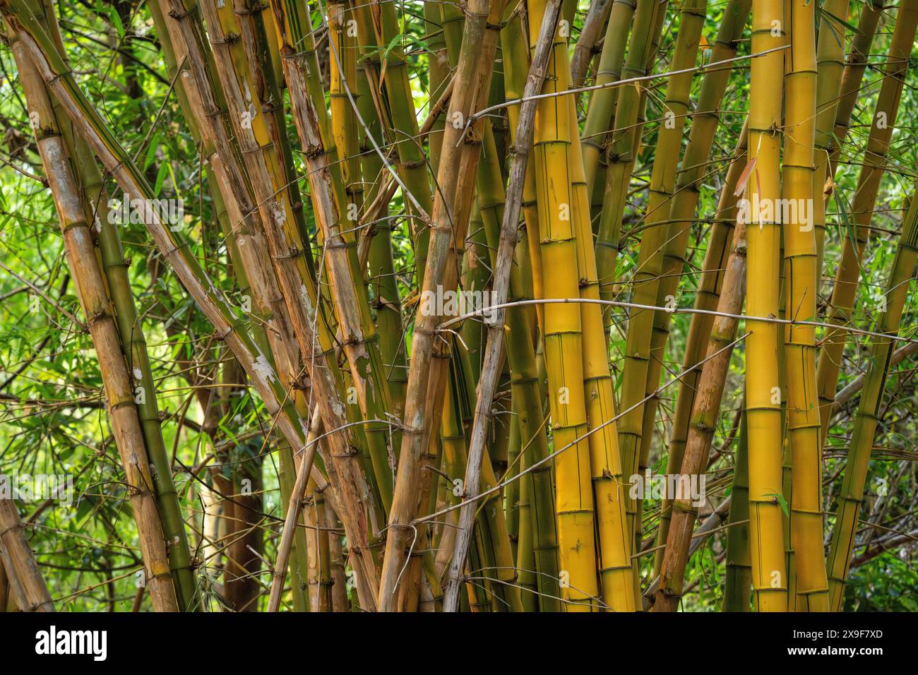 Bamboos china hi-res stock photography and images - Alamy