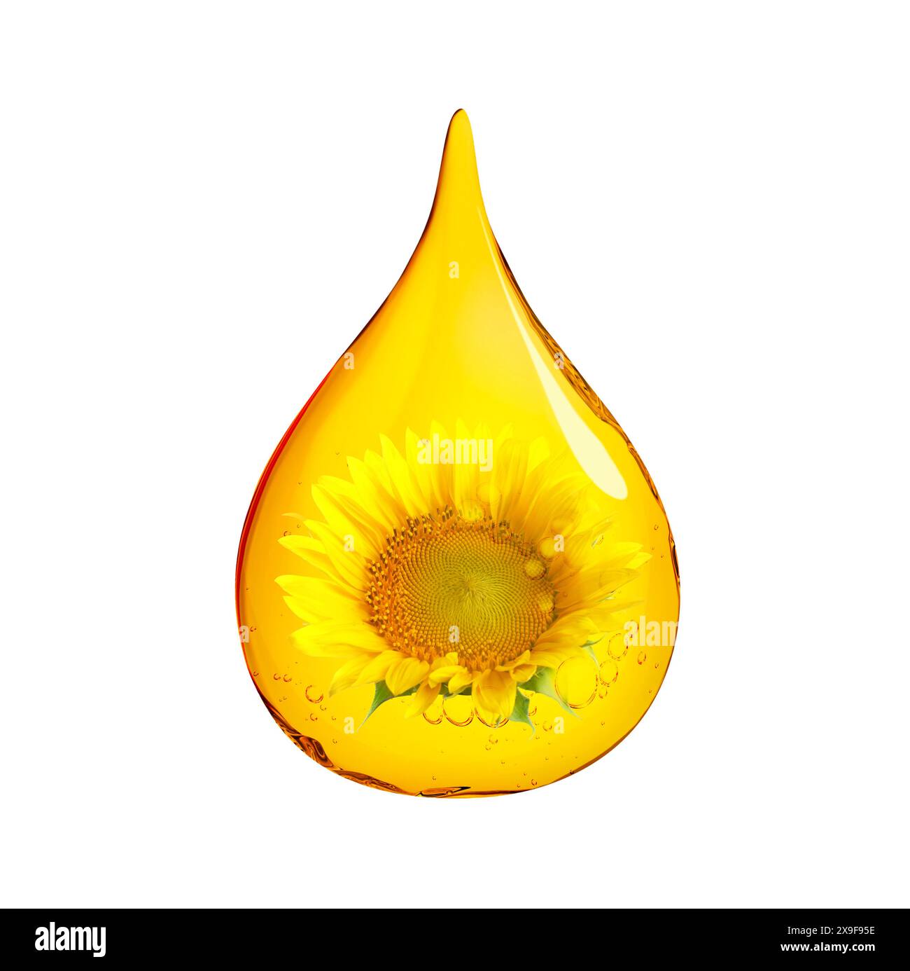 Wet sunflower Cut Out Stock Images & Pictures - Alamy