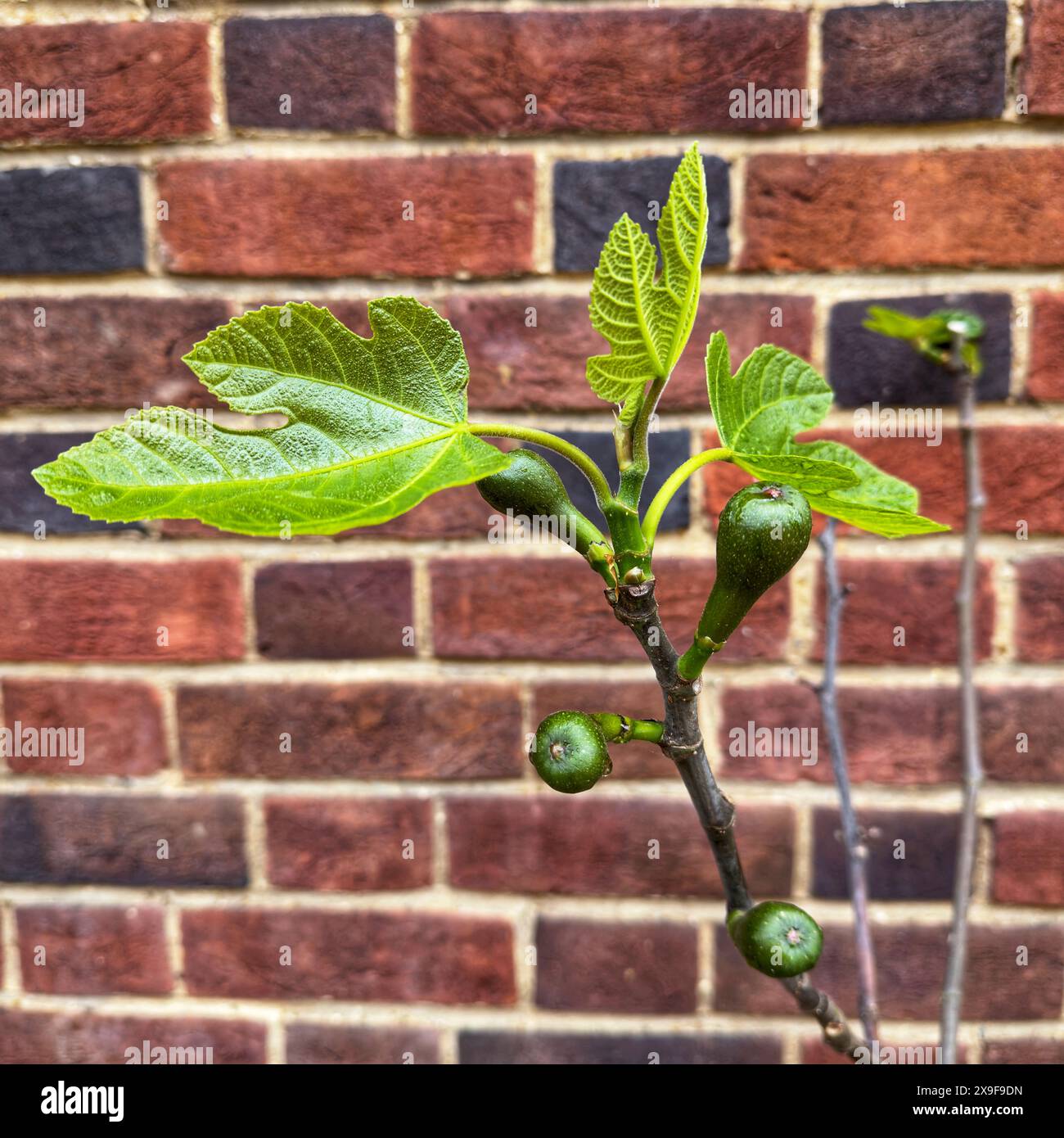Close-up of a fig tree (Ficus carica) with early figs in a garden ...