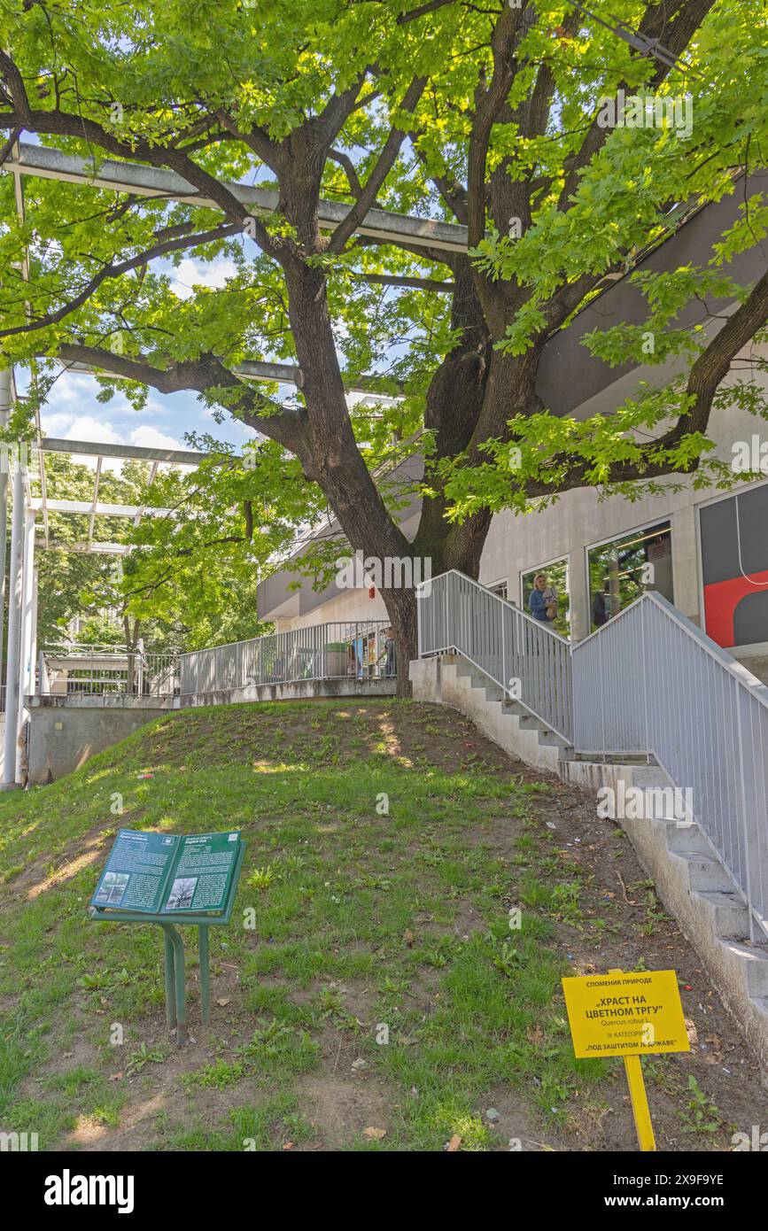 Belgrade, Serbia - May 11, 2024: Large English Oak Tree Protected ...