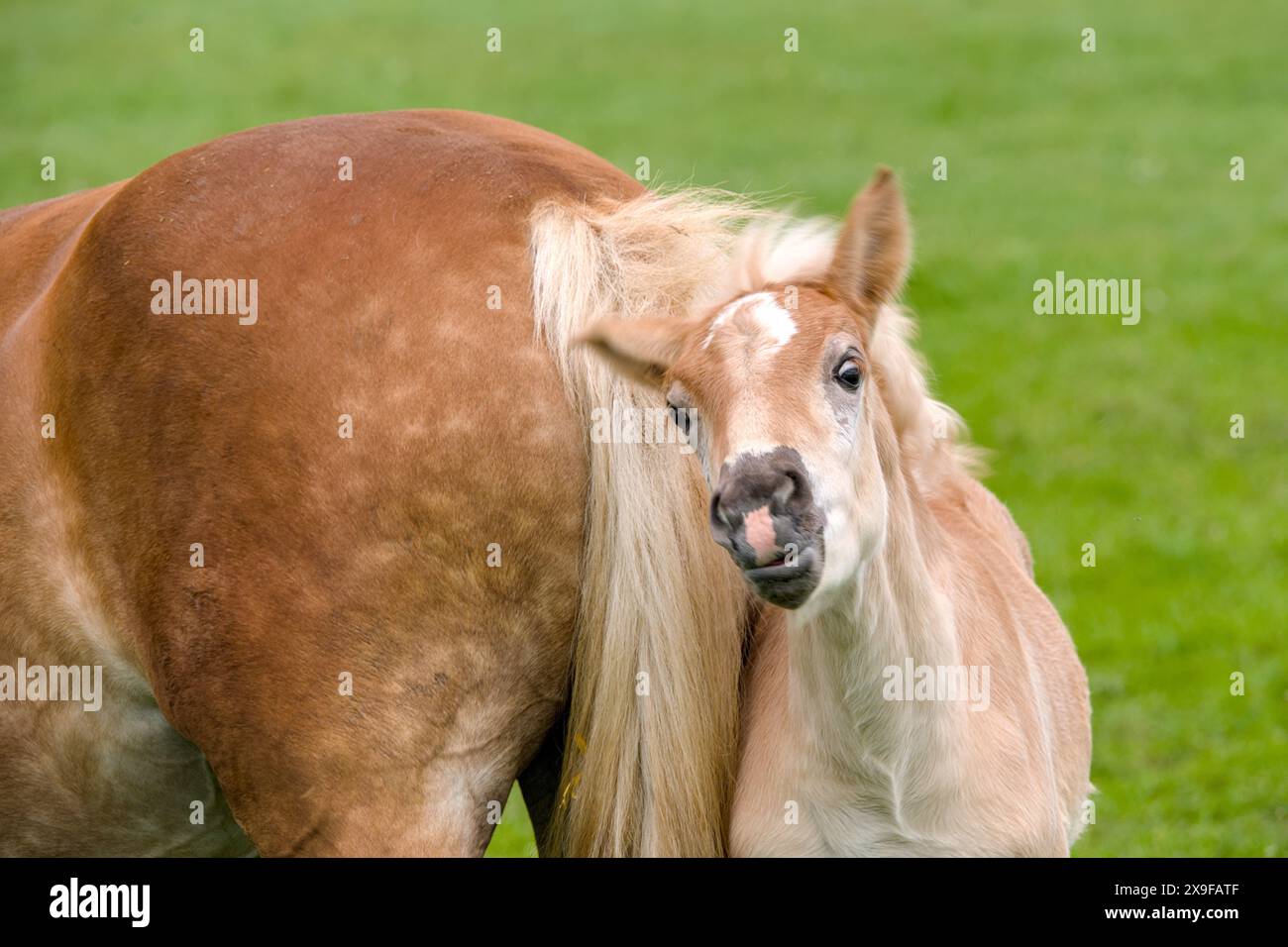 beautiful portrait of a pretty young Haflinger foal Stock Photo - Alamy