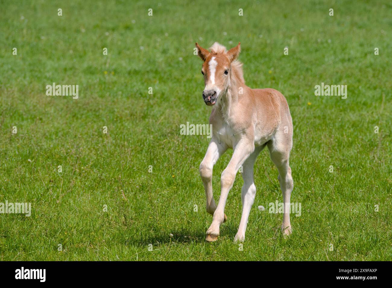 beautiful portrait of a pretty young Haflinger foal Stock Photo - Alamy