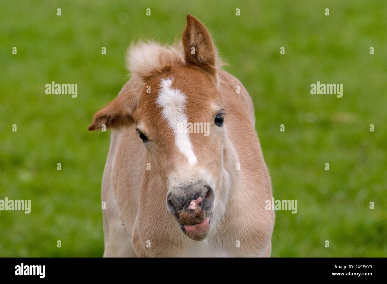 beautiful portrait of a pretty young Haflinger foal Stock Photo - Alamy
