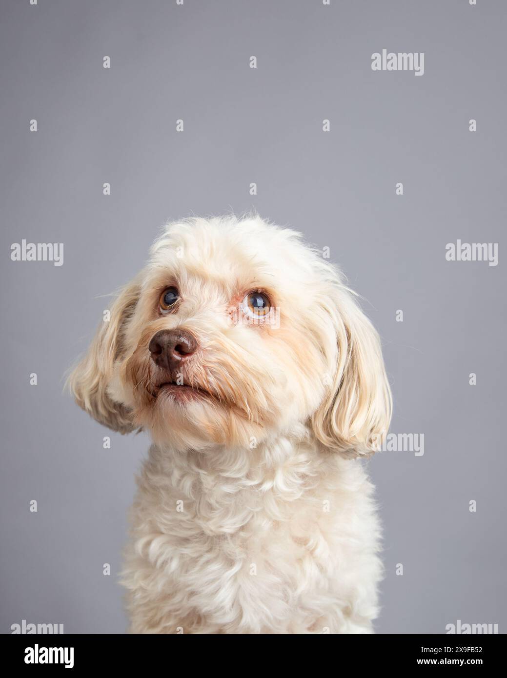 Havapoo hi-res stock photography and images - Alamy