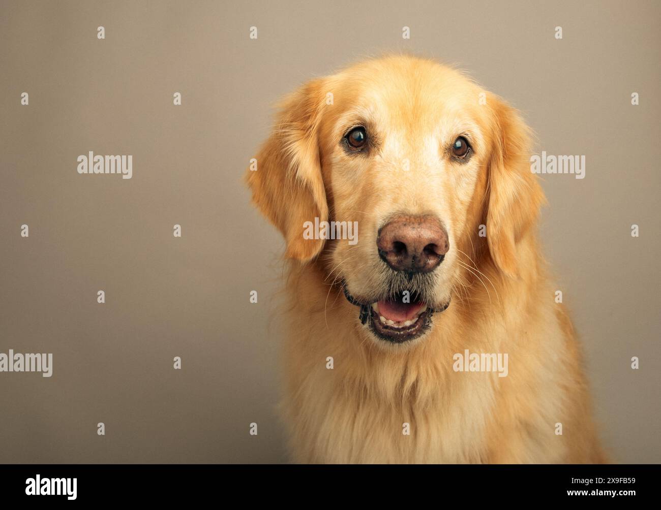 Portrait of a gold coloured golden retriever against a beige background ...