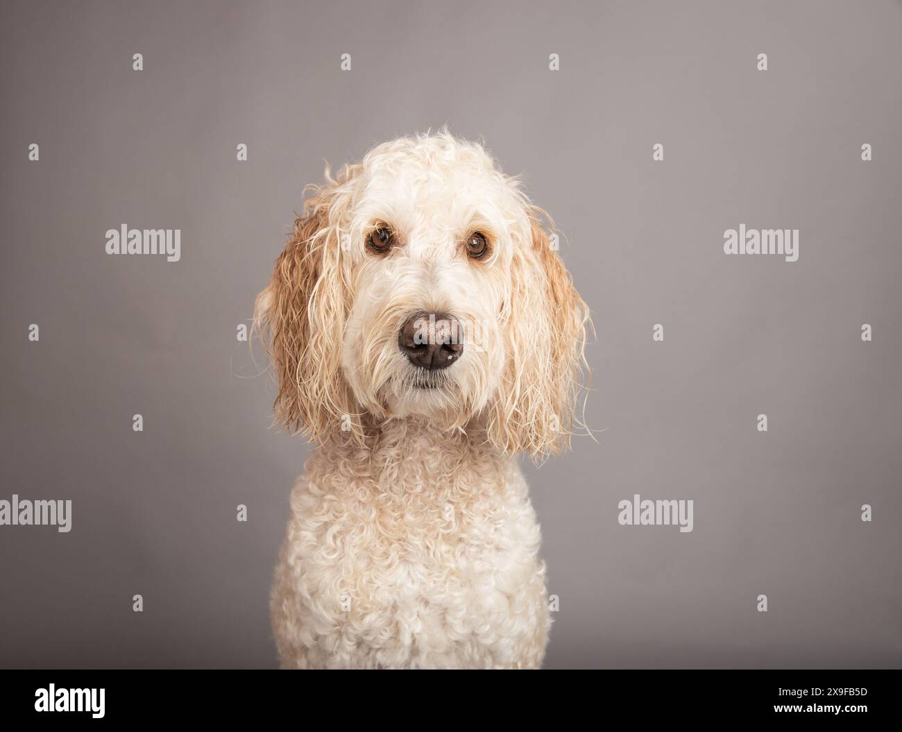 Portrait of a cream labradoodle sitting in front of a grey background ...