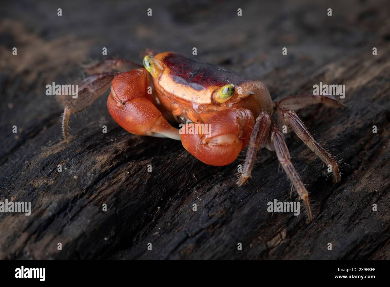 Male Red apple crab on a piece of wood, Indonesia Stock Photo - Alamy
