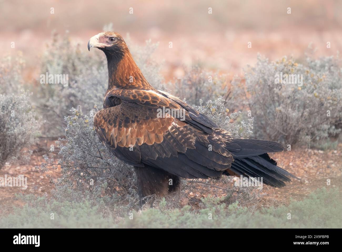 Portrait of a wild wedge-tailed eagle (Aquila audax) standing in ...