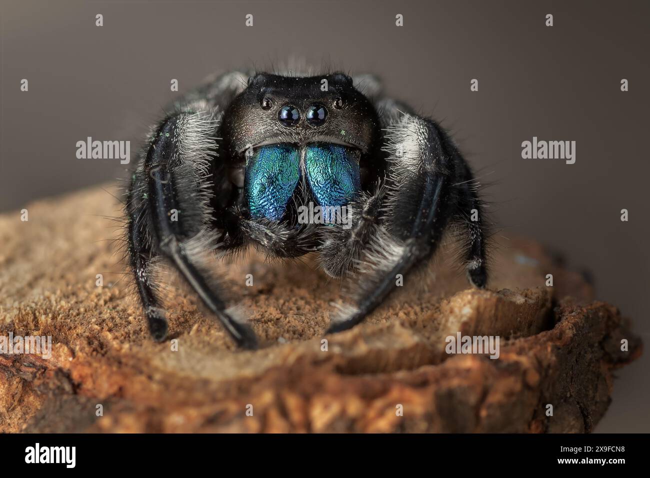 Blue fang jumping spider hi-res stock photography and images - Alamy