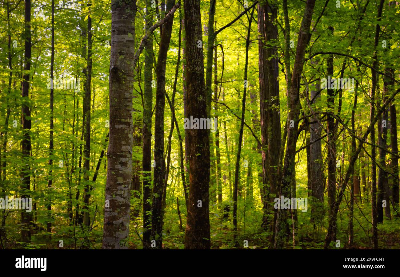 Georgia pine hi-res stock photography and images - Alamy