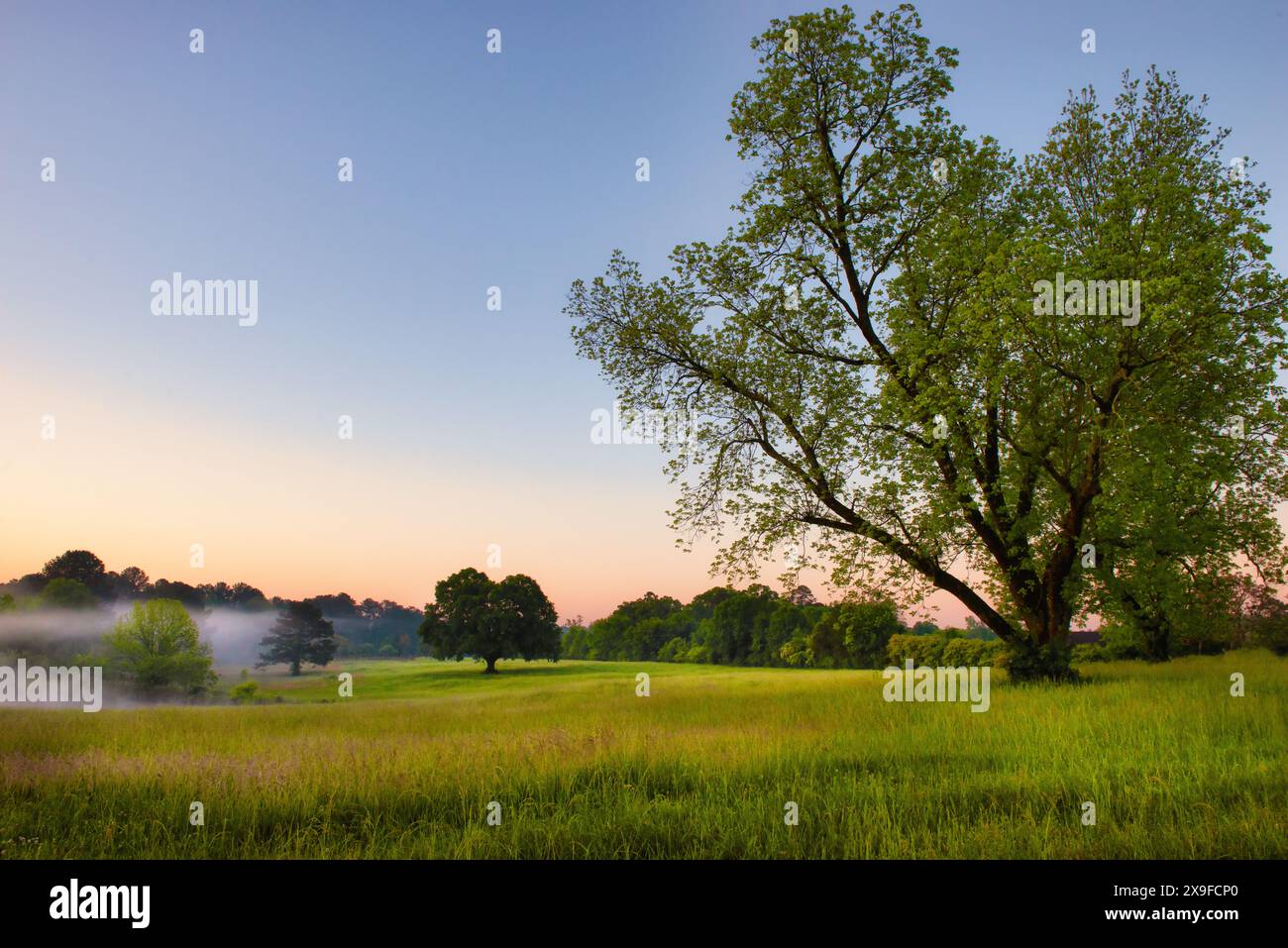 Fog clearing over a morning Pasture, Monroe, Walton County, Georgia ...