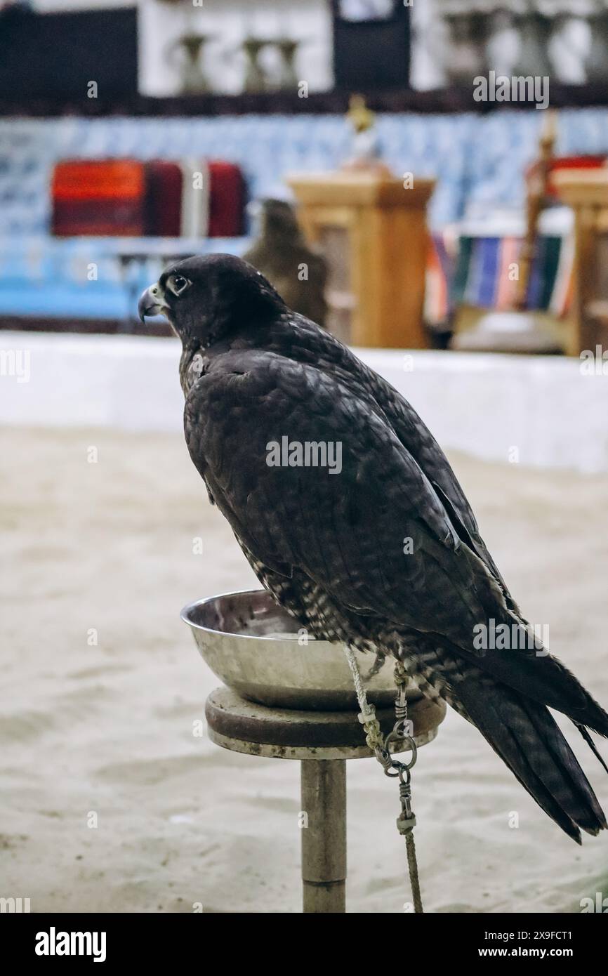 Falcon at the falcon market in Doha, Qatar Stock Photo - Alamy