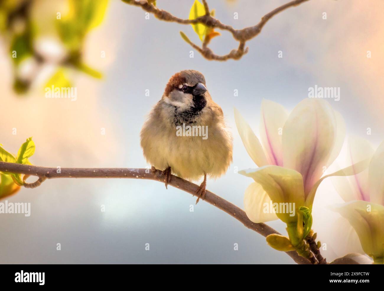 Sparrow sitting on branch spring hi-res stock photography and images ...