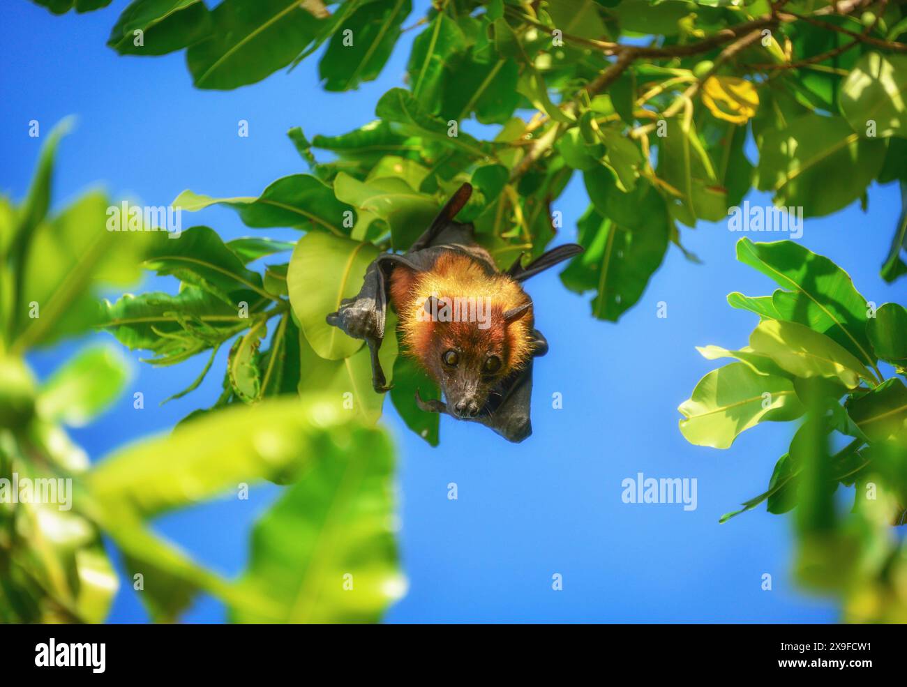 Bat tree hi-res stock photography and images - Alamy