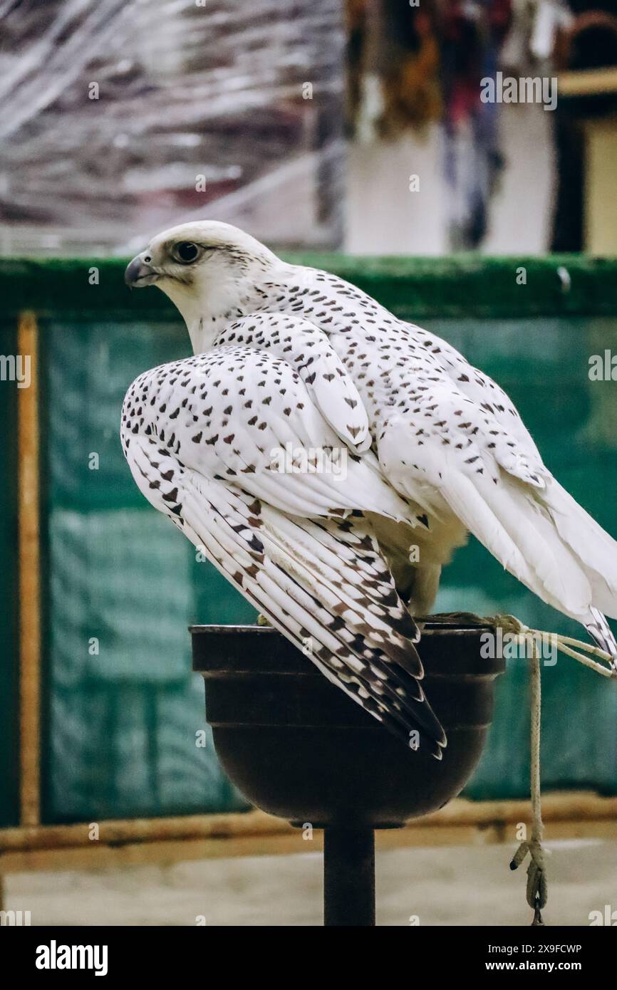 Falcon at the falcon market in Doha, Qatar Stock Photo - Alamy