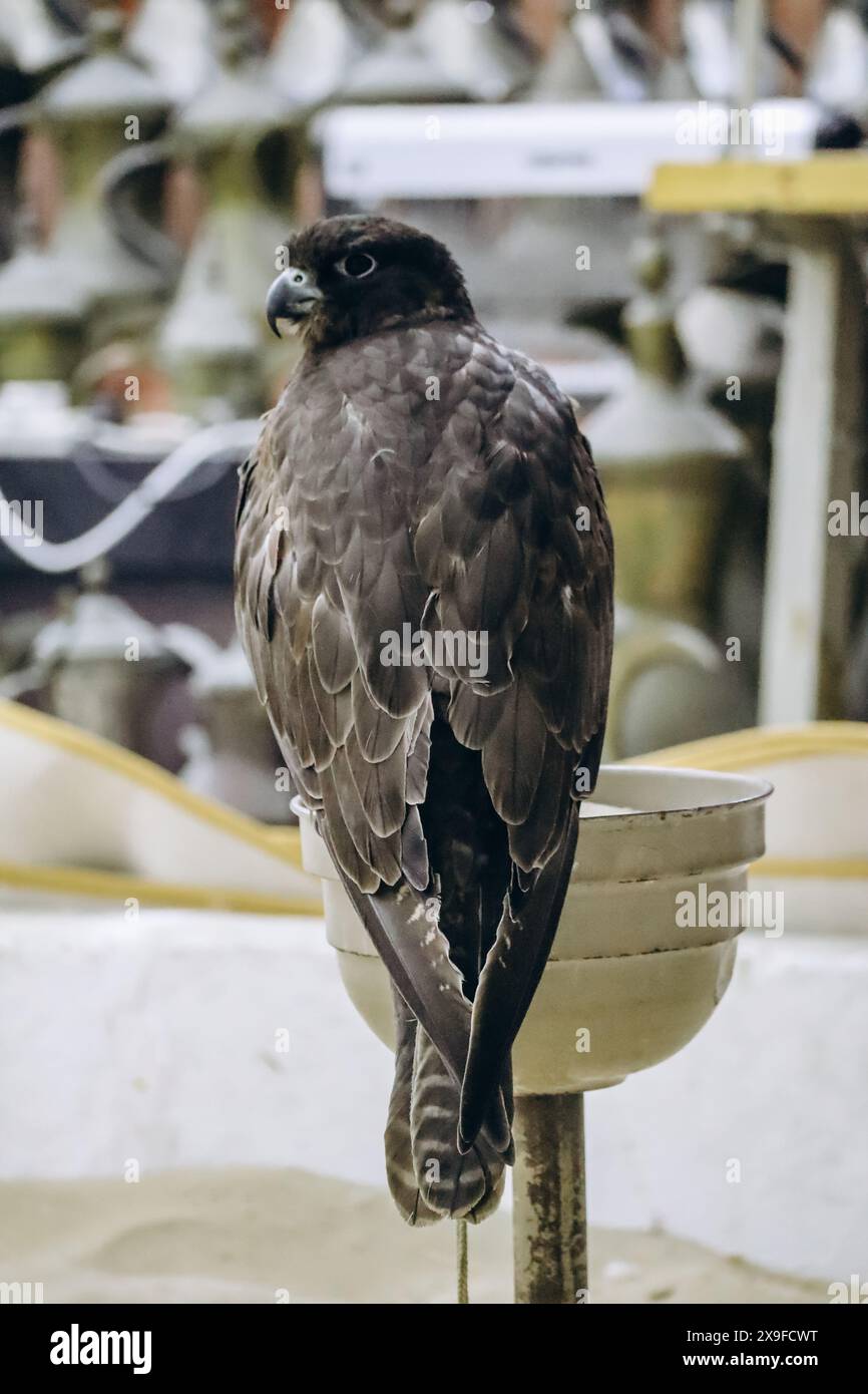 Falcon at the falcon market in Doha, Qatar Stock Photo - Alamy