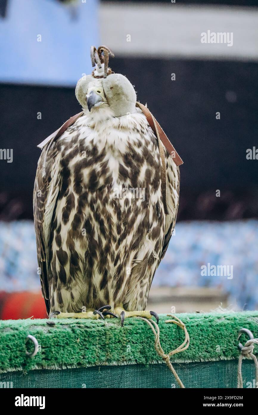 Falcon at the falcon market in Doha, Qatar Stock Photo - Alamy