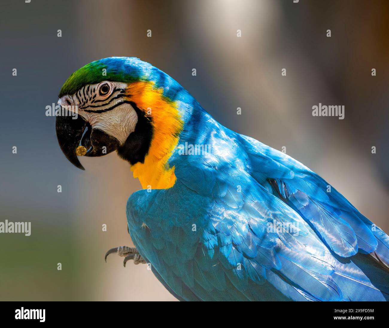 Close-up profile view of a blue-and-yellow macaw (Ara ararauna), Australia Stock Photo - Alamy