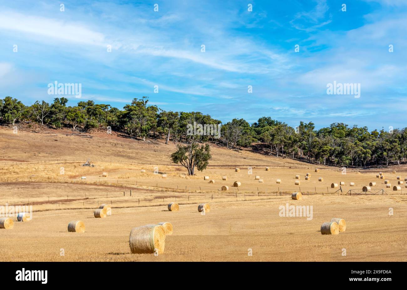 Round Hay bales in an agricultural field, Western Australia, Australia ...