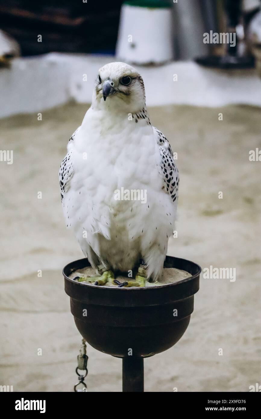 Falcon at the falcon market in Doha, Qatar Stock Photo - Alamy