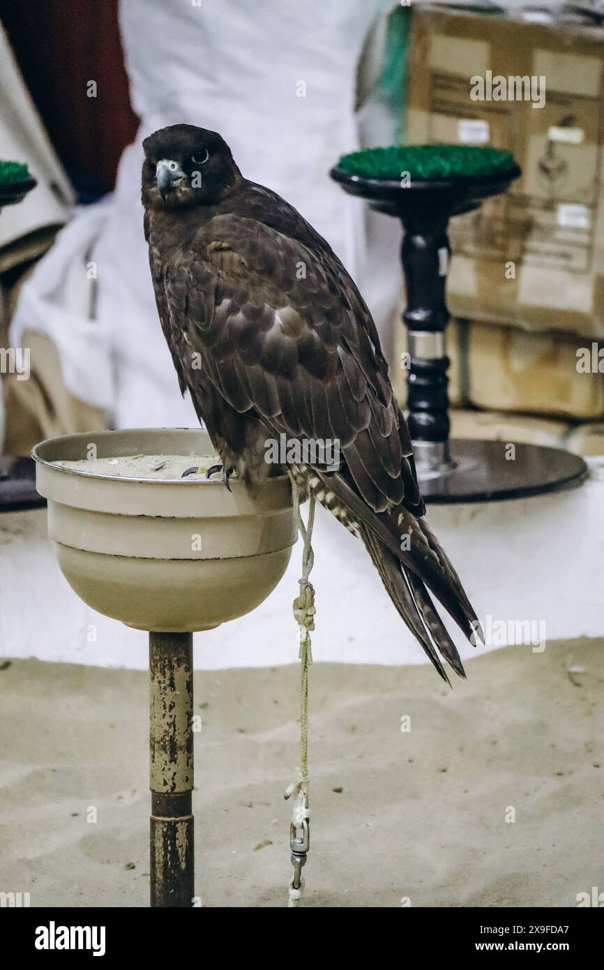 Qatar doha falcon market hi-res stock photography and images - Alamy