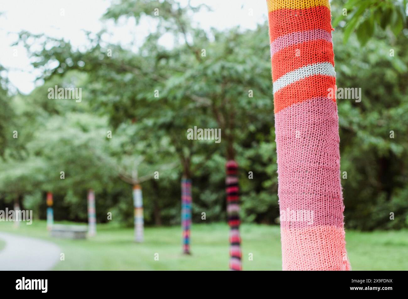 Row of trees with Trees trunks wrapped in crochet decorations, Ireland ...
