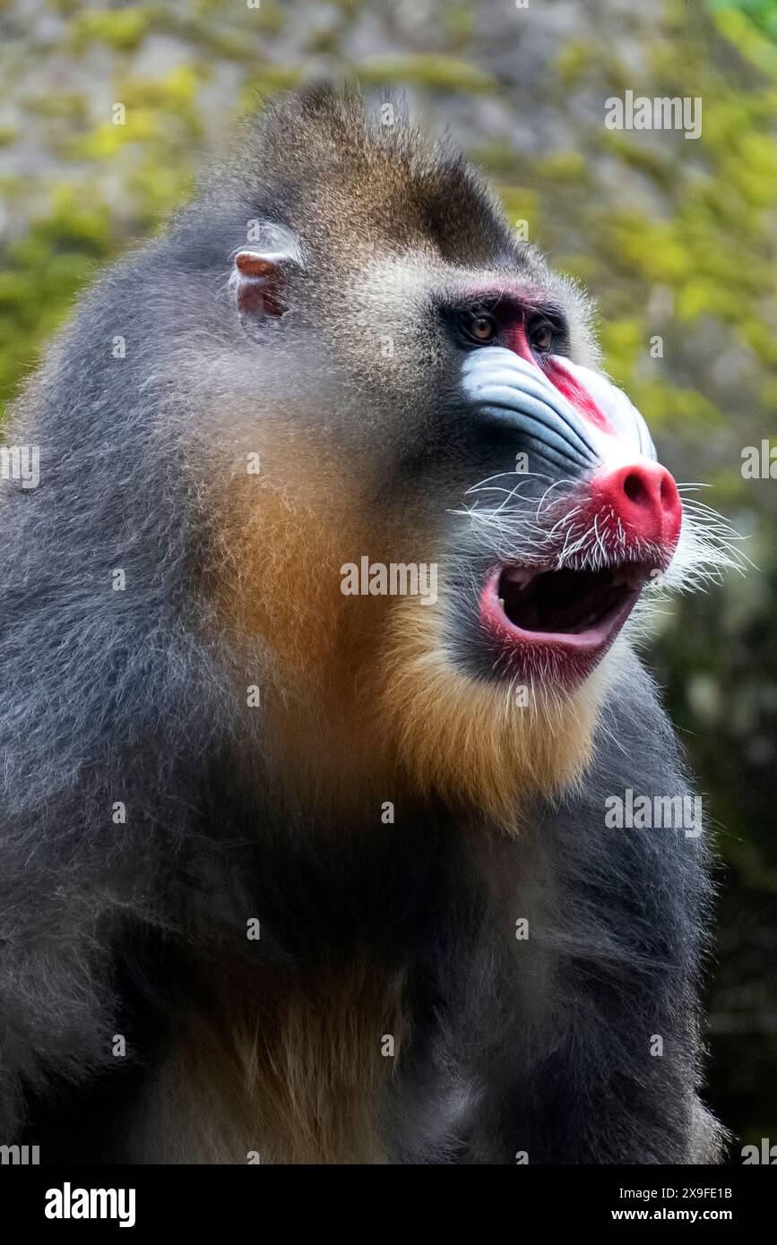Close-up portrait of a male mandrill grimacing, Indonesia Stock Photo ...