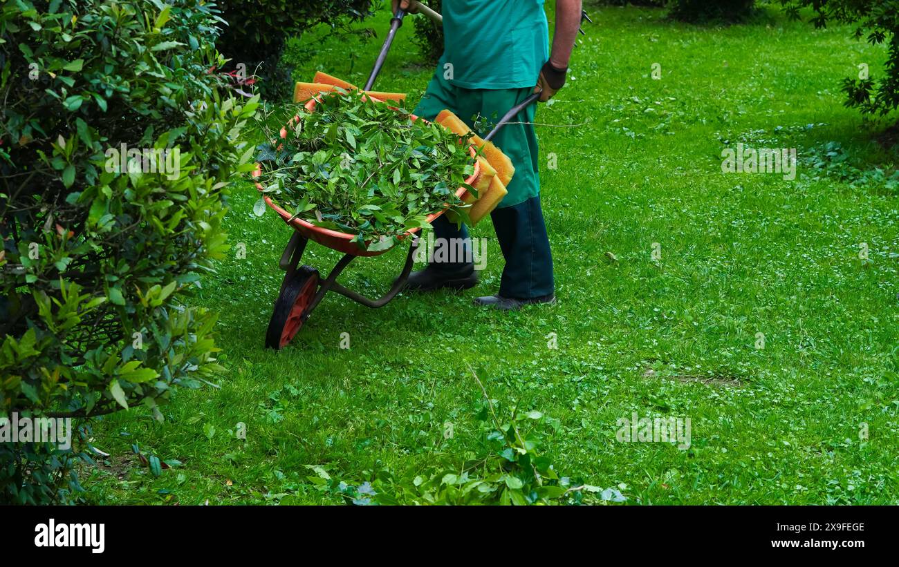 man in green suit collecting leaves in the garden, gardening Stock ...