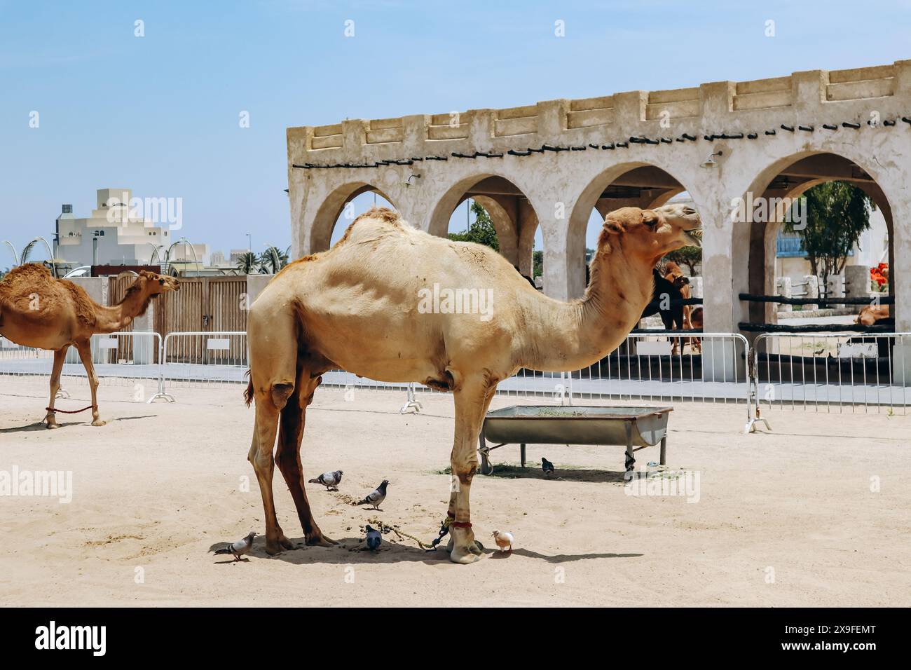 Bustling souq in doha hi-res stock photography and images - Alamy
