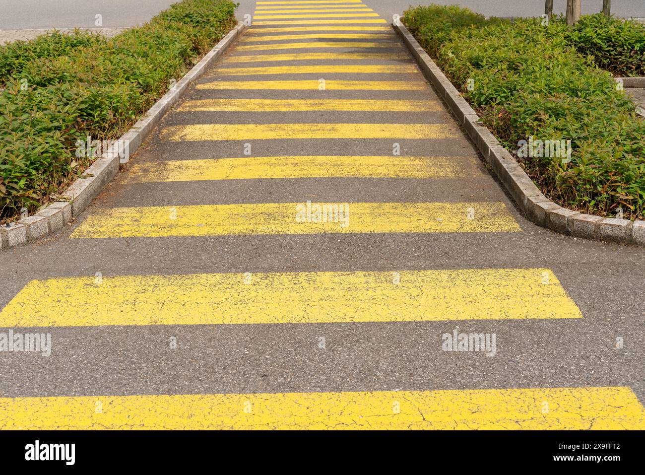 Long yellow pedestrian crossing symbol on the street Stock Photo - Alamy