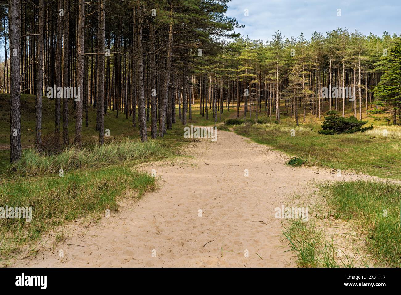 Newbourgh Llanddwyn Anglesey. Scenic sandy path in lush forest with ...