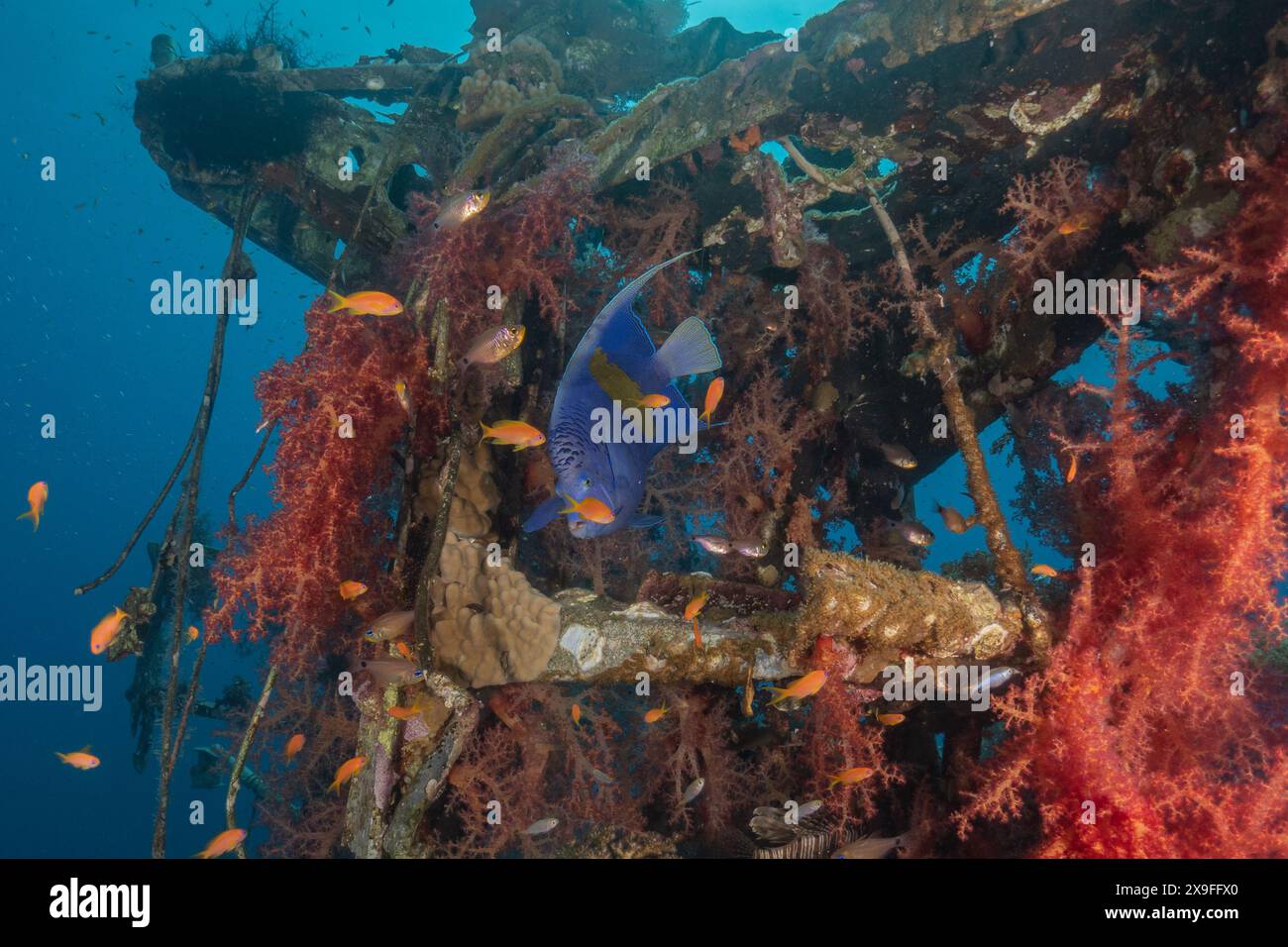 Fish swim at the Tubbataha Reefs national park Philippines Stock Photo ...