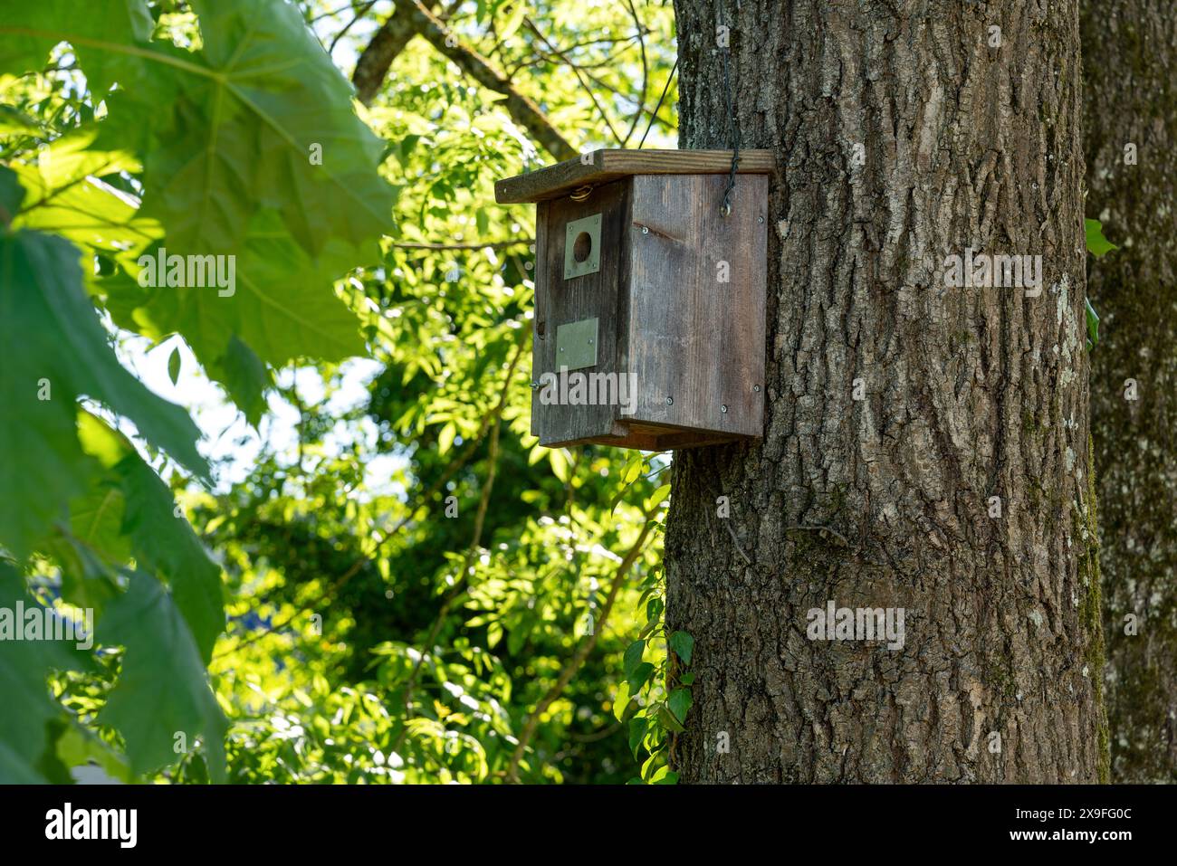 Metal bird in a tree hi-res stock photography and images - Alamy