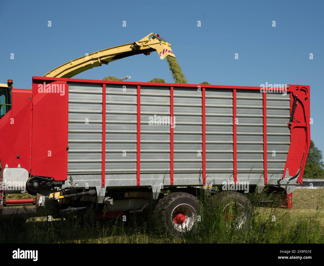 Harvester for grass for feeding animals is filling the grass into ...
