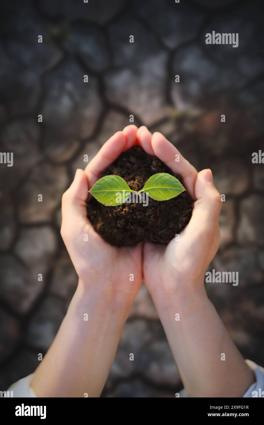 Dry land due to drought, soil and green sprouts in farmer's hands ...