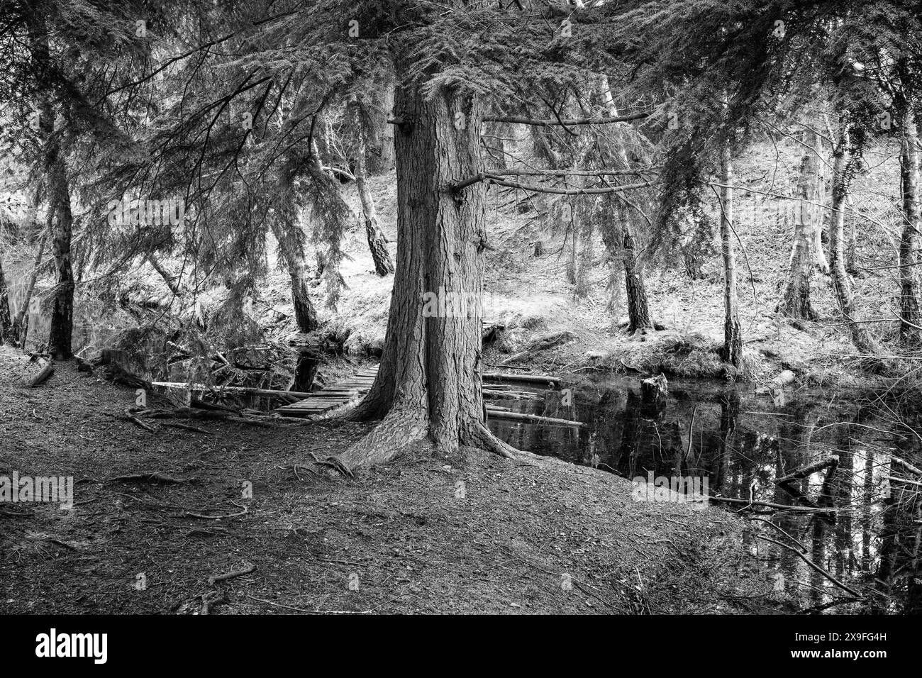 Serene forest scene: large tree by calm reflective pond, dense foliage ...