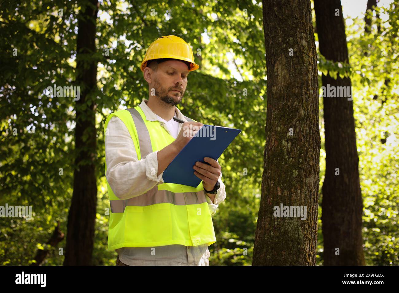 Forester in hard hat with clipboard examining plants in forest Stock ...