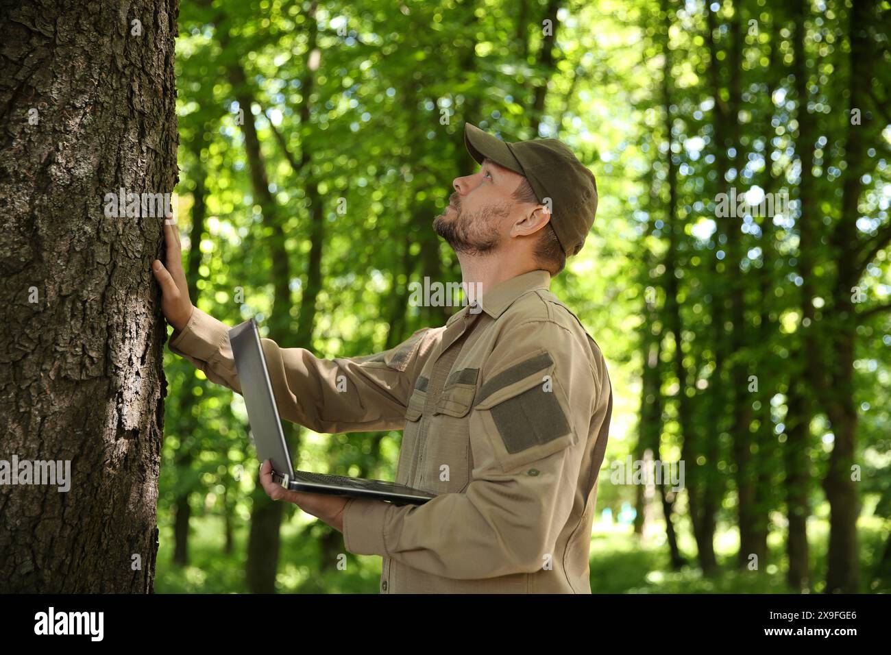 Forester with laptop examining tree in forest Stock Photo - Alamy