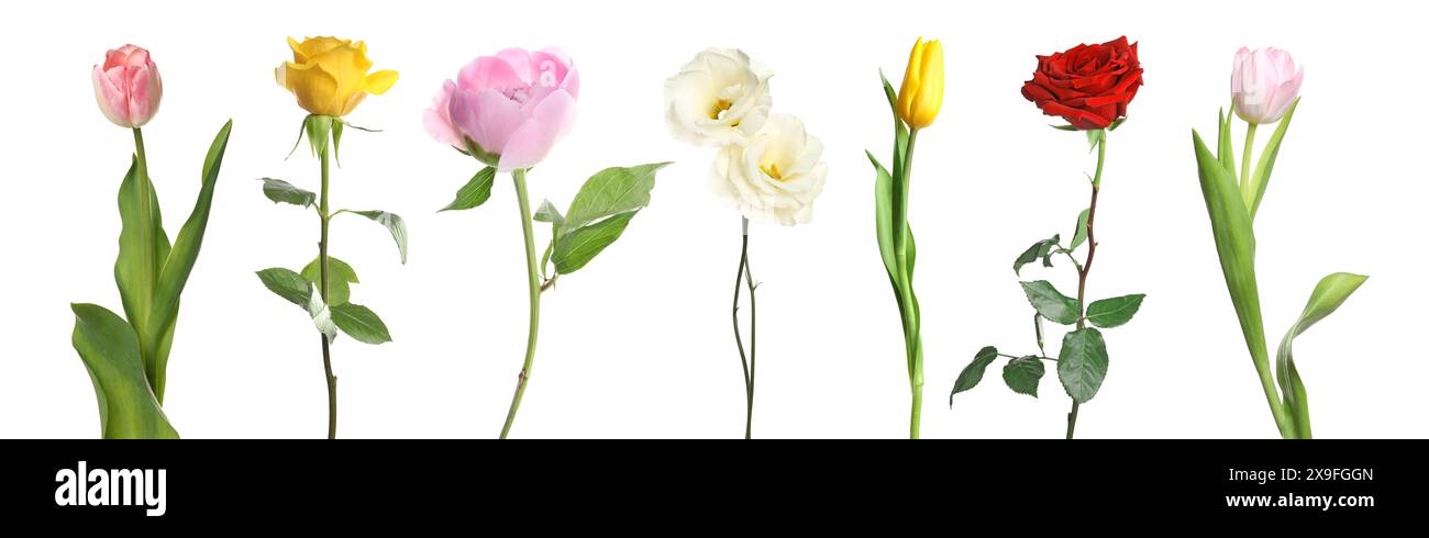 Different beautiful flowers isolated on white, set Stock Photo - Alamy