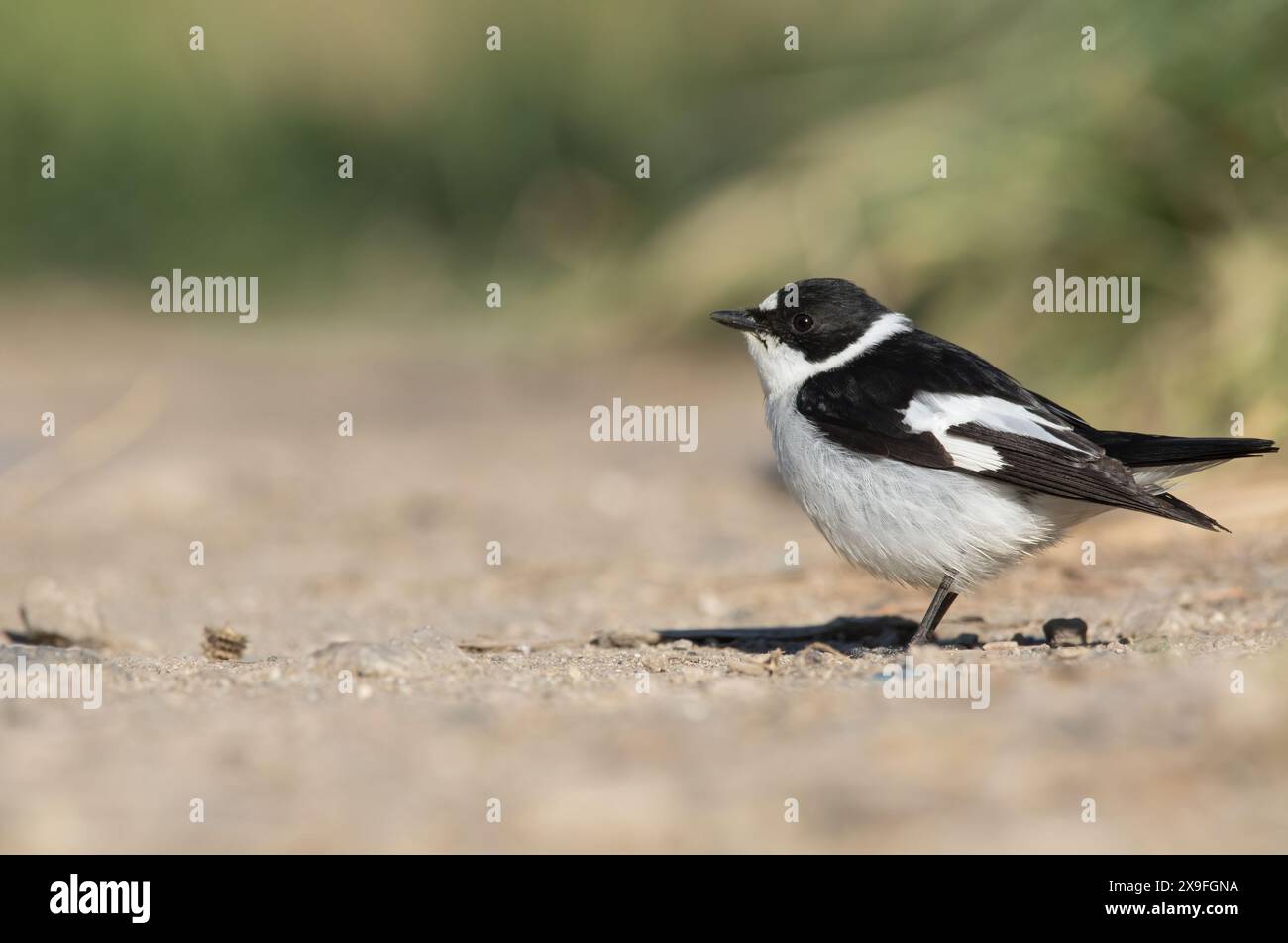 Birdingphoto hi-res stock photography and images - Alamy