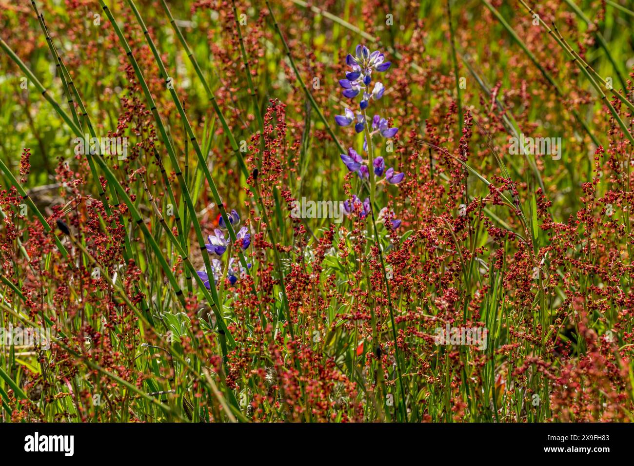 Red sorrel, sheep's sorrel, field sorrel and sour weed, is a species of ...