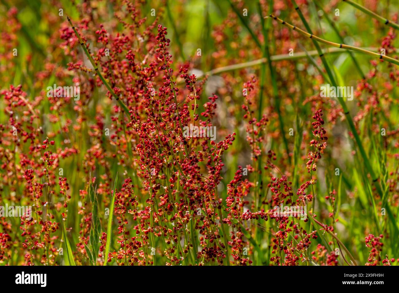 Red sorrel, sheep's sorrel, field sorrel and sour weed, is a species of ...
