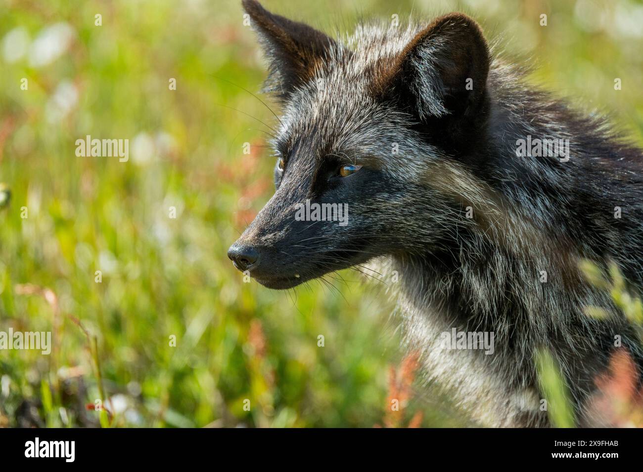 Close-up of a red fox (Vulpes vulpes) (silver morph) on San Juan Island ...