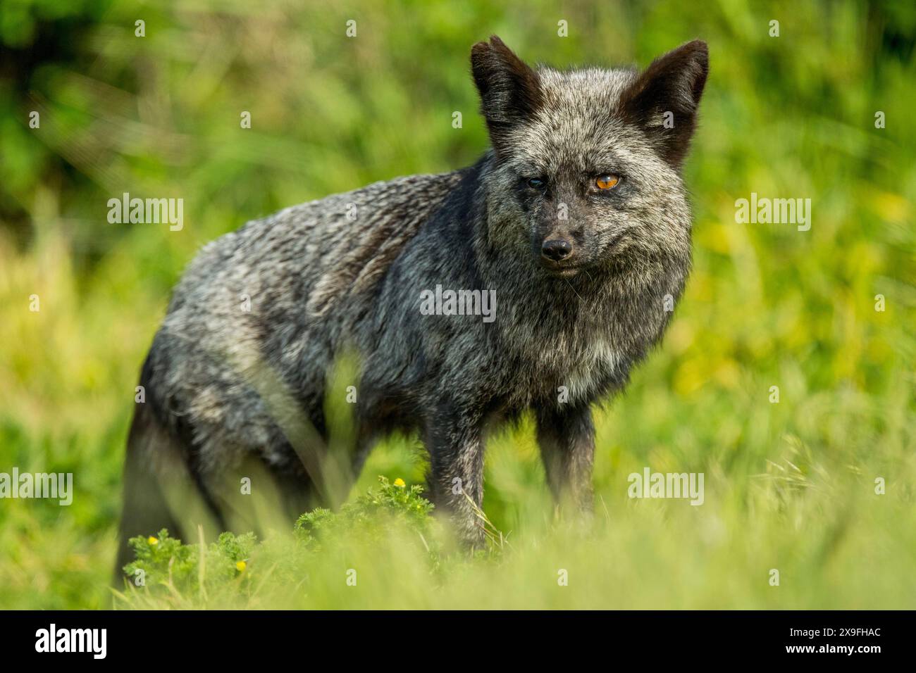 A male red fox (Vulpes vulpes) (silver morph) on San Juan Island in the ...